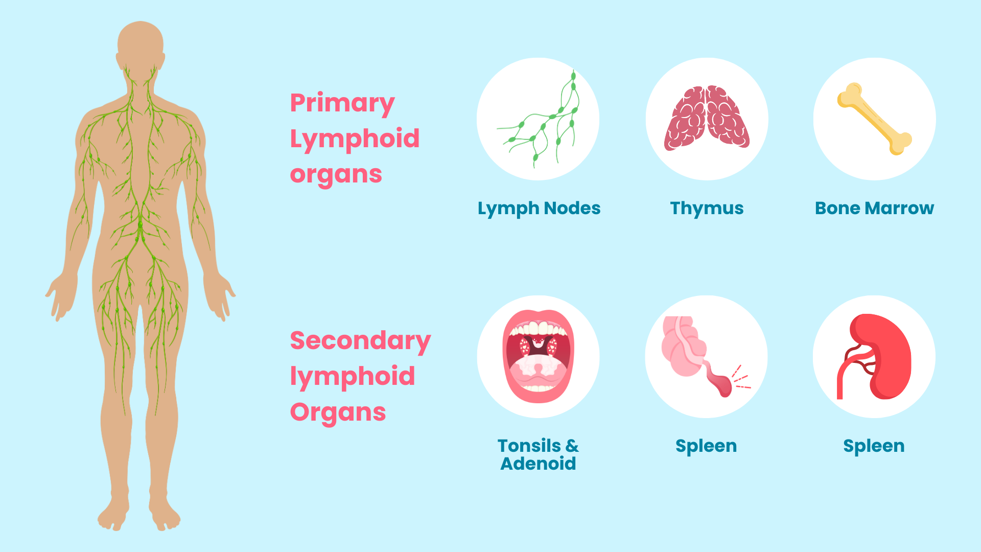 Lymphedema | Everything You Need To Know